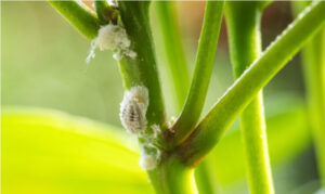 カイガラムシの駆除方法｜家にあるものでできる対策と効果の高いおすすめ薬剤6選 - BIOTONIQUE｜ビオトニーク