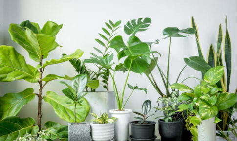 斑点病の特徴と原因＆対策（予防策）は？よくあるQ＆Aと治療薬もチェック | BIOTONIQUE｜ビオトニーク（観葉植物メディア）