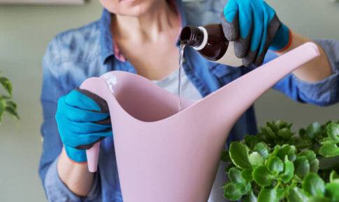 葉枯病とは？原因や予防＆対策方法、おすすめの農薬もチェック | BIOTONIQUE｜ビオトニーク（観葉植物メディア）