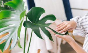 観葉植物がベタベタする原因と取り方が知りたい！よくあるQ＆Aも確認 - BIOTONIQUE｜ビオトニーク