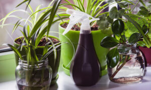 うどんこ病の症状と原因は？対策と治療方法・よくあるQ&Aもチェック - BIOTONIQUE｜ビオトニーク