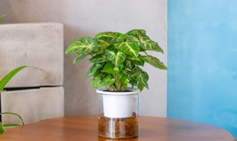 シンゴニウムの増やし方はどうすれば？初心者向けの手順とよくあるQ＆A | BIOTONIQUE｜ビオトニーク（観葉植物メディア）